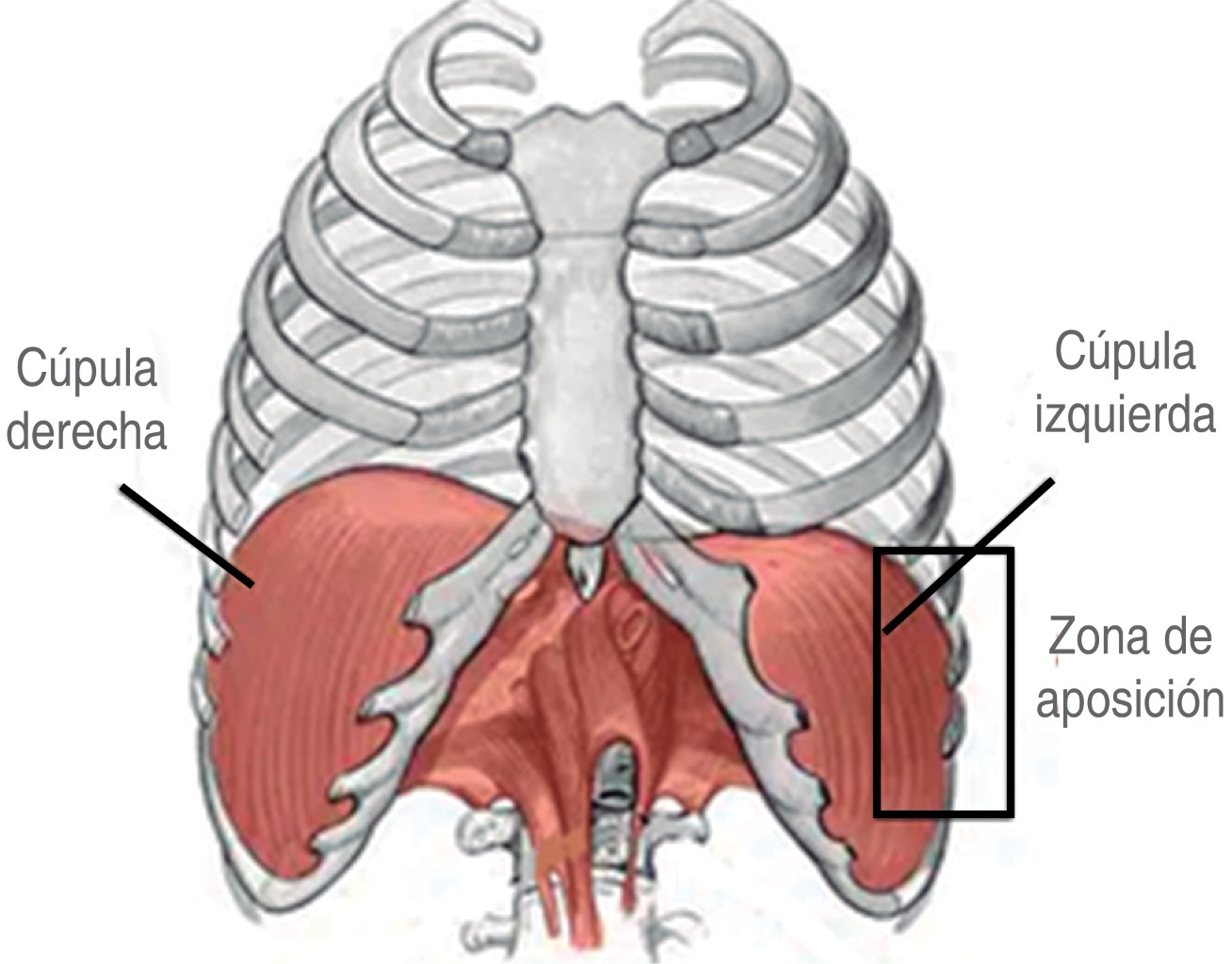Diaphragmatic dysfunction in critically ill patients with cervical ...