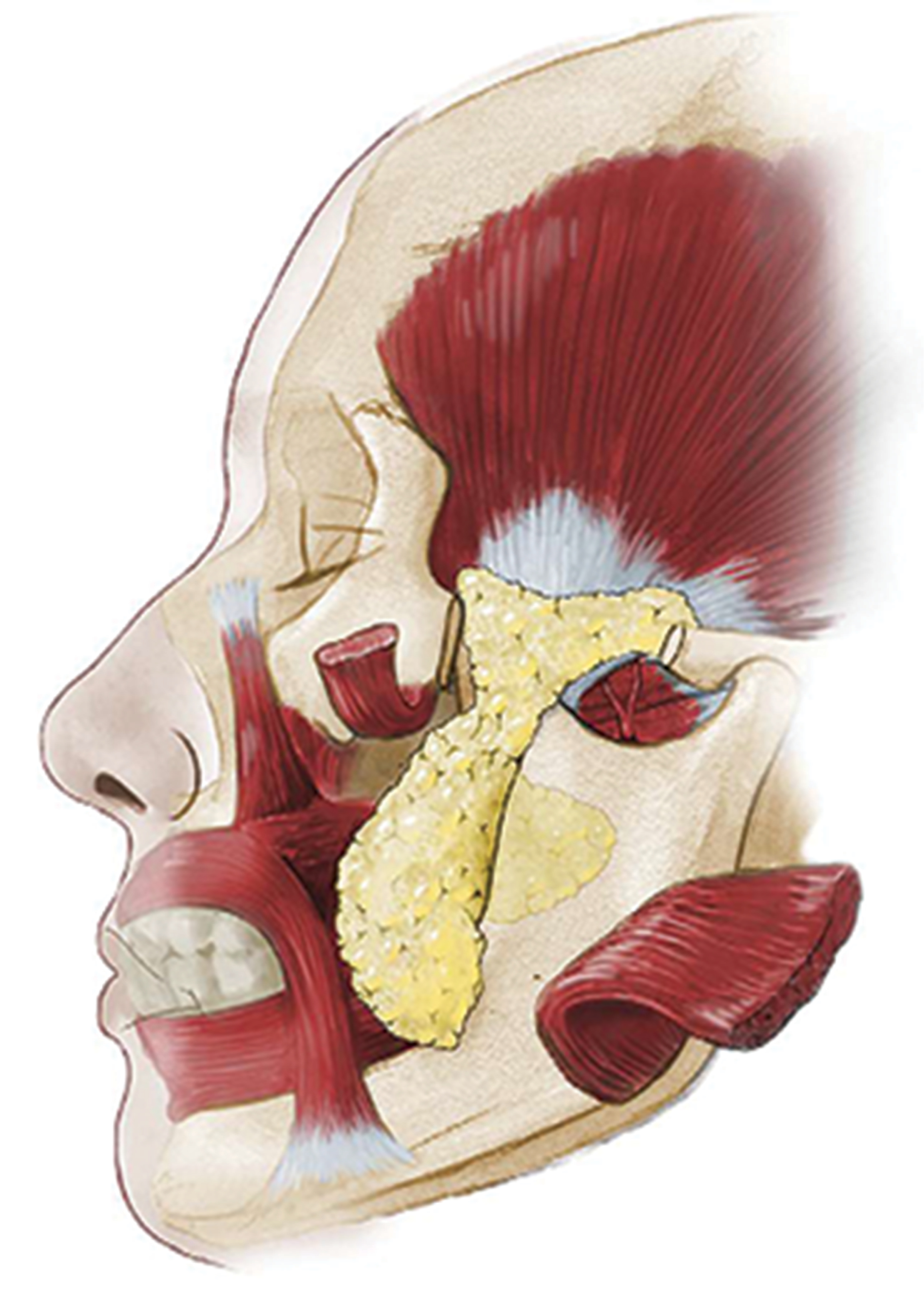Bola adiposa de Bichat: anatomía y técnicas quirúrgicas. Revisión de la literatura