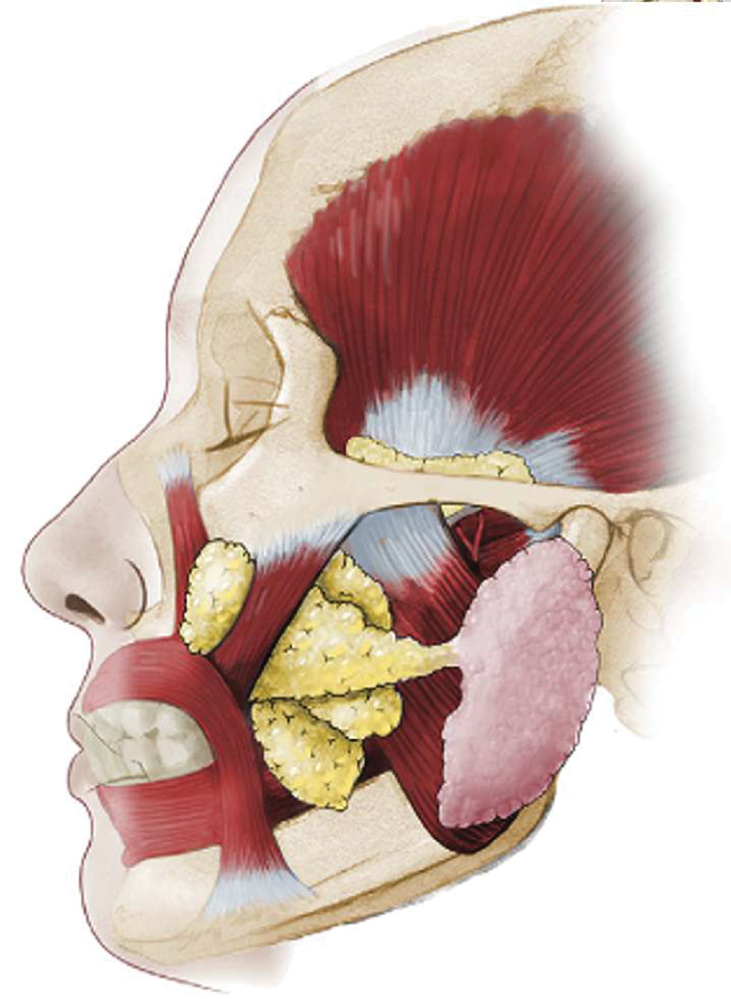 Bola adiposa de Bichat: anatomía y técnicas quirúrgicas. Revisión de la literatura