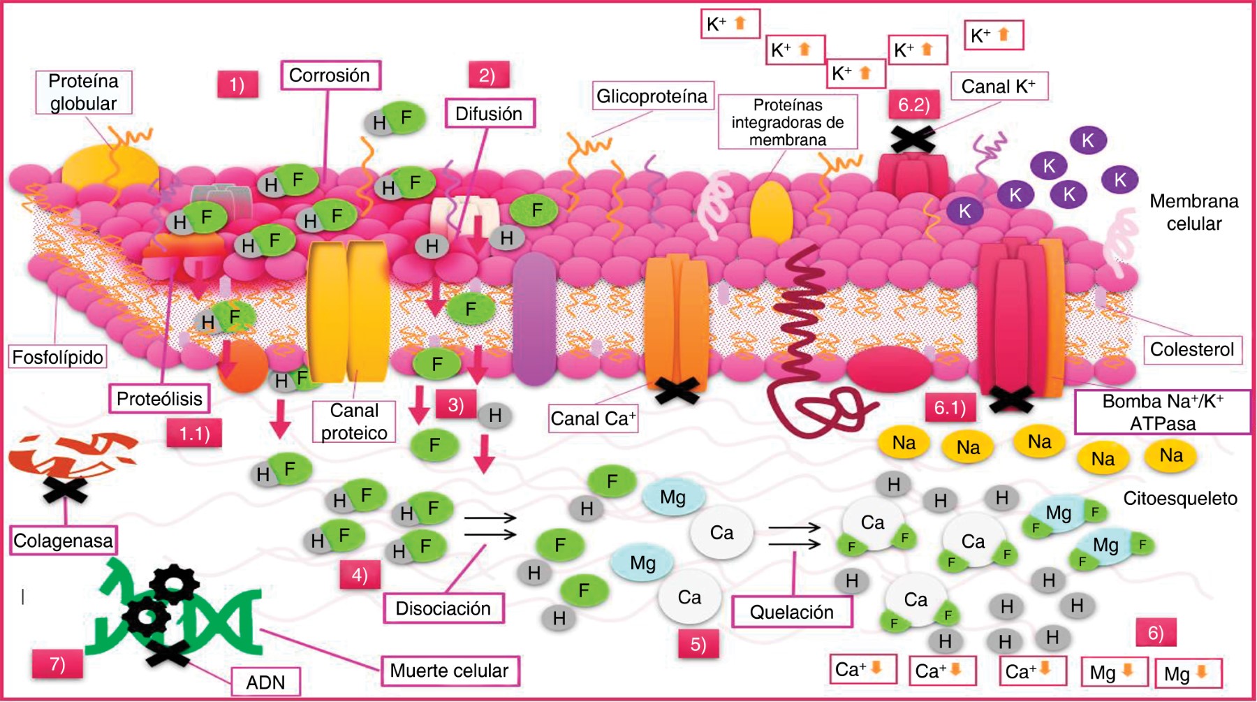 Quemadura química por ácido fluorhídrico: mecanismos fisiopatológicos de la lesión
